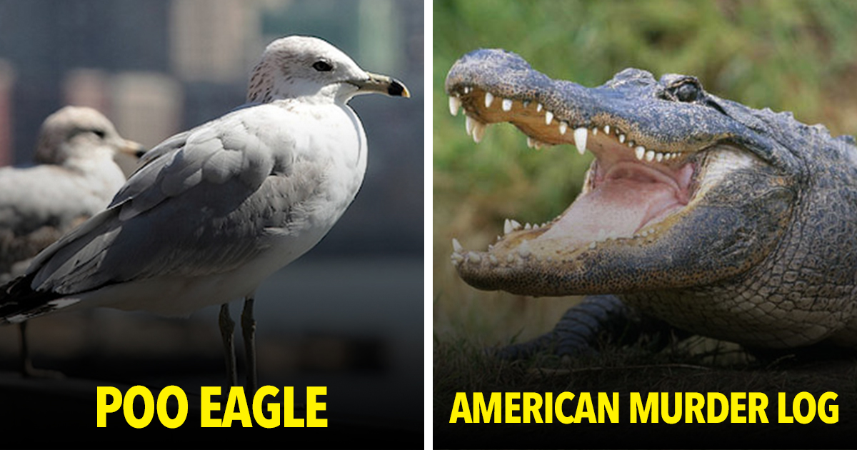 The Internet Renamed 15 Animals and We're Literally DYING